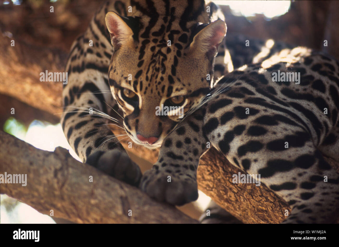 Ozelot hi-res stock photography and images - Alamy