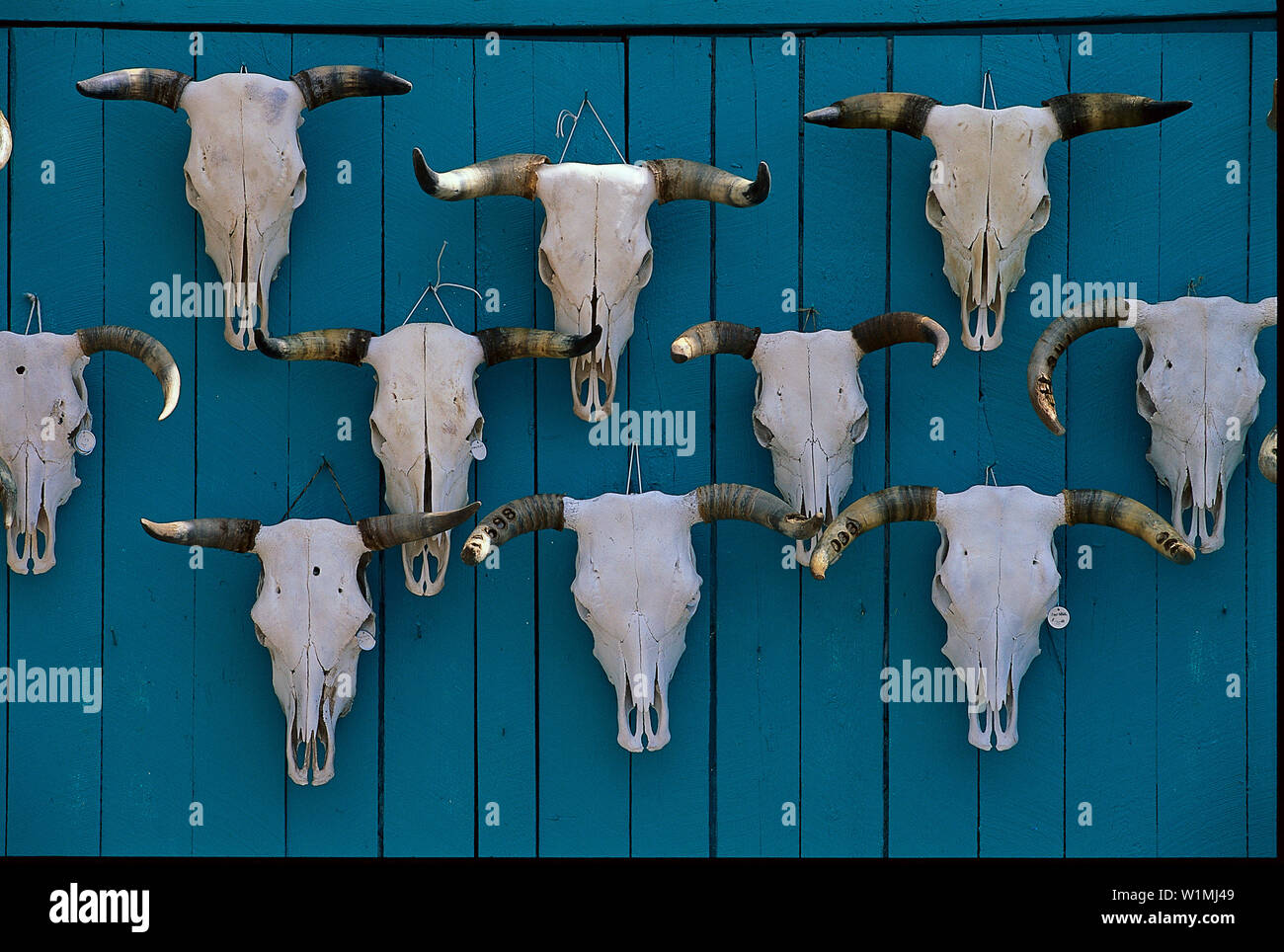 New mexico taos animal skulls hi-res stock photography and images - Alamy