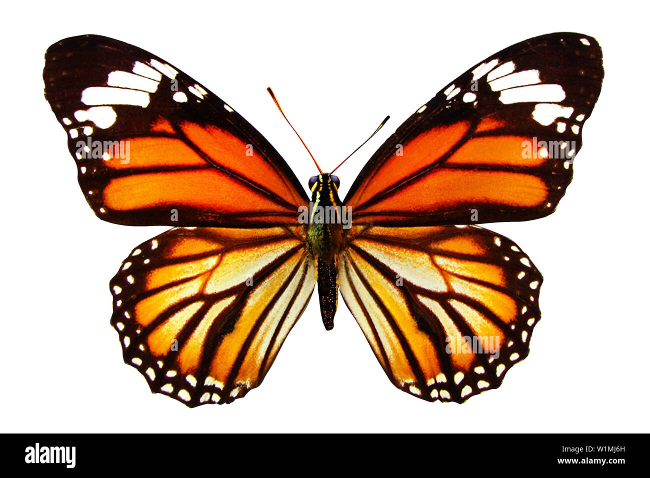 natural yellow butterfly isolated on white background Stock Photo - Alamy