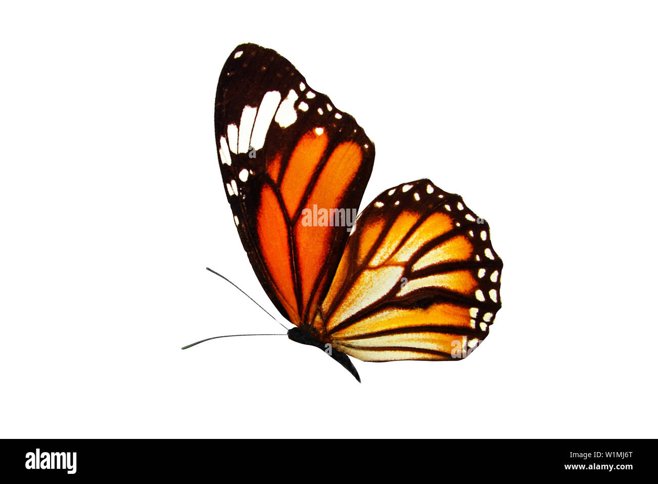 flying orange butterfly isolated on white background Stock Photo - Alamy
