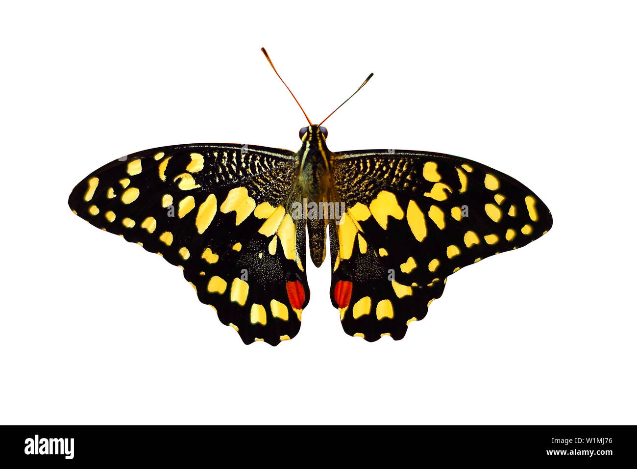 natural yellow butterfly isolated on white background Stock Photo - Alamy