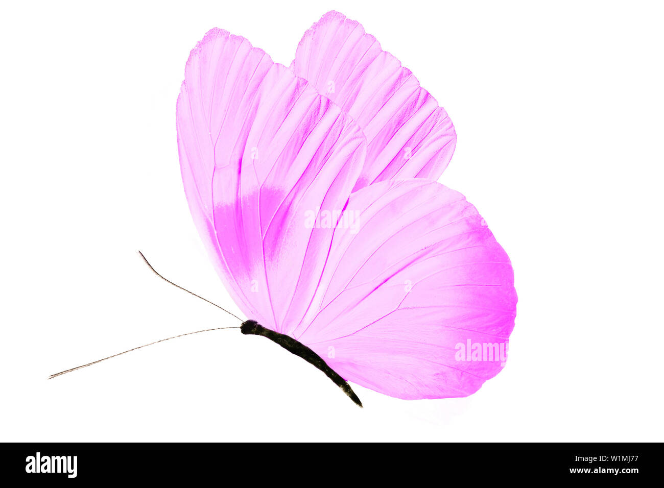 purple flying butterfly isolated on white background Stock Photo - Alamy