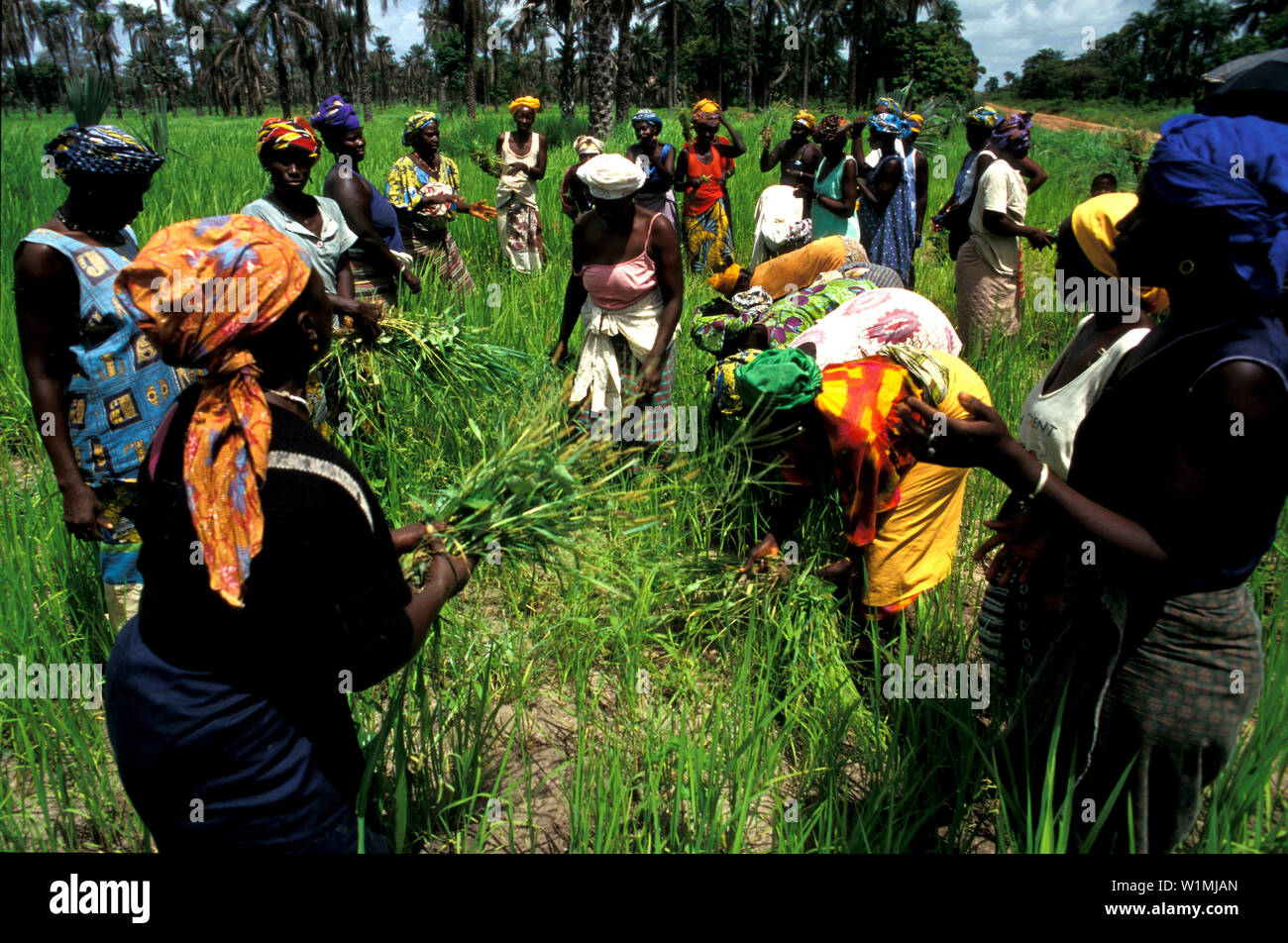 Women in field, Rice Crop Gambia, Africa Stock Photo - Alamy