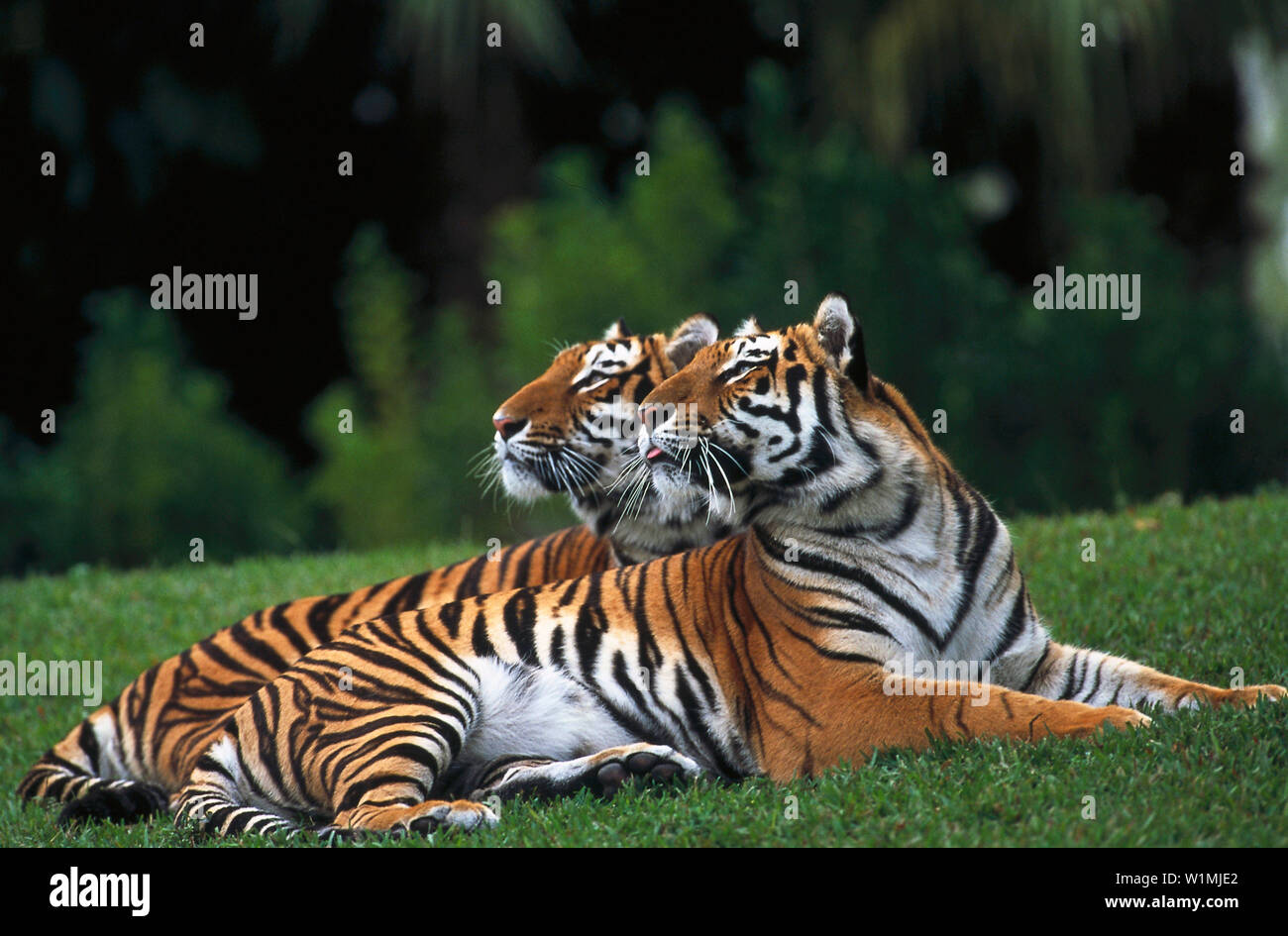 King tigers hi-res stock photography and images - Alamy