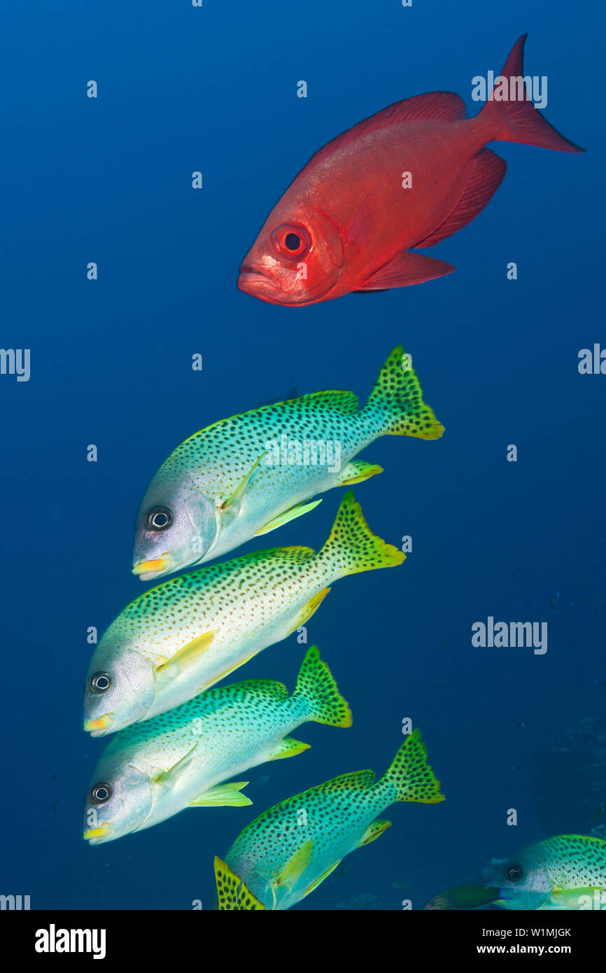 Shoal of Blackspotted Sweetlips, Plectorhinchus gaterinus, Sanganeb ...