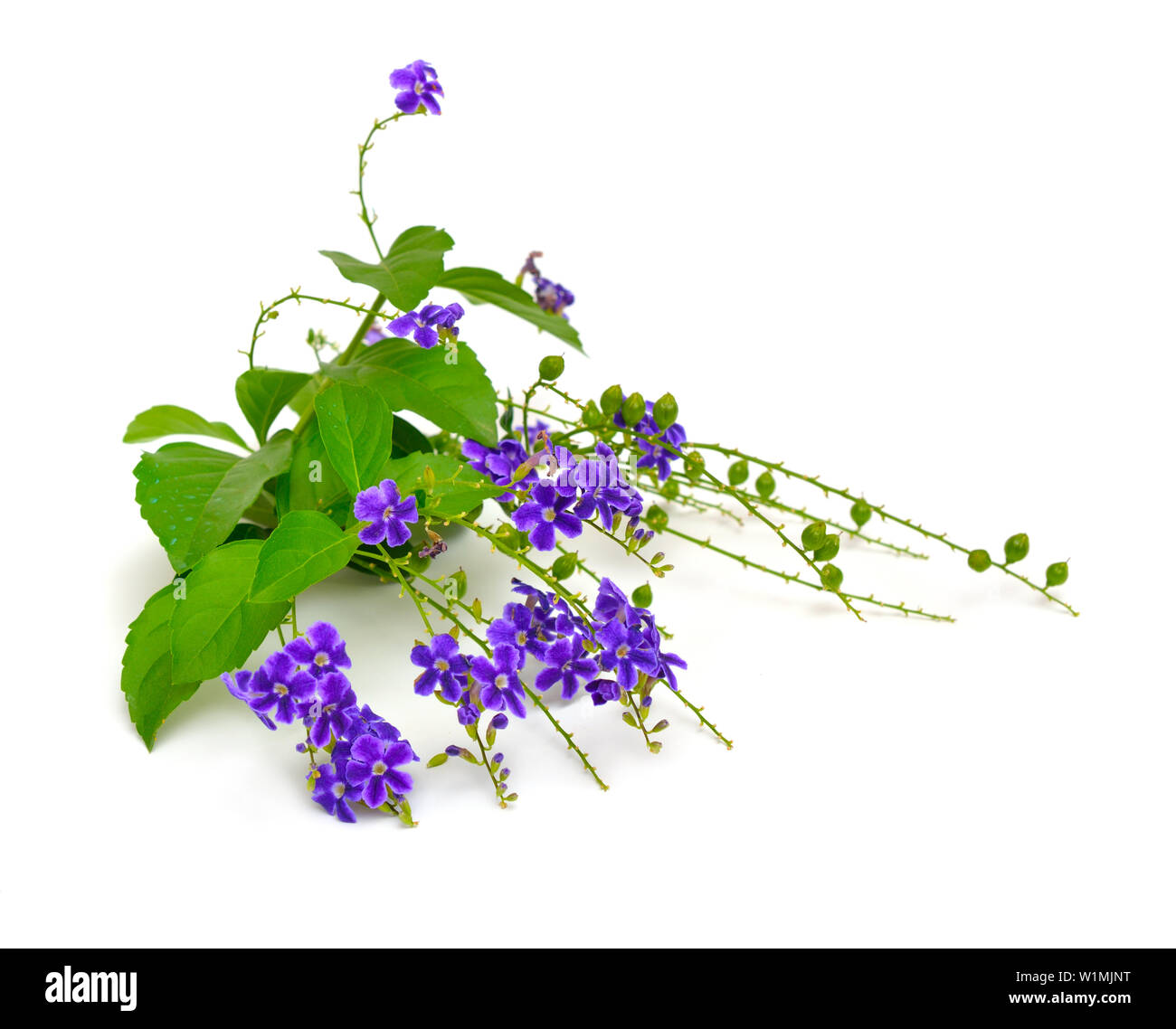 Leaf of duranta hi-res stock photography and images - Alamy