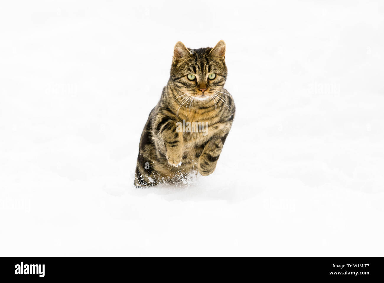 Domestic cats series hi-res stock photography and images - Alamy