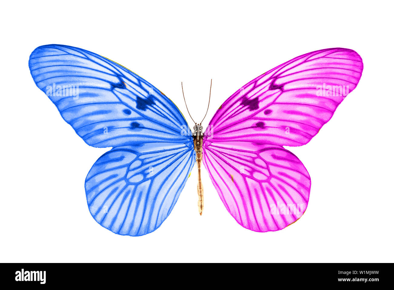 Blue violet butterfly hi-res stock photography and images - Alamy