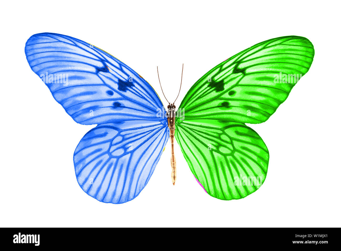 beautiful tropical blue-green butterfly Stock Photo - Alamy