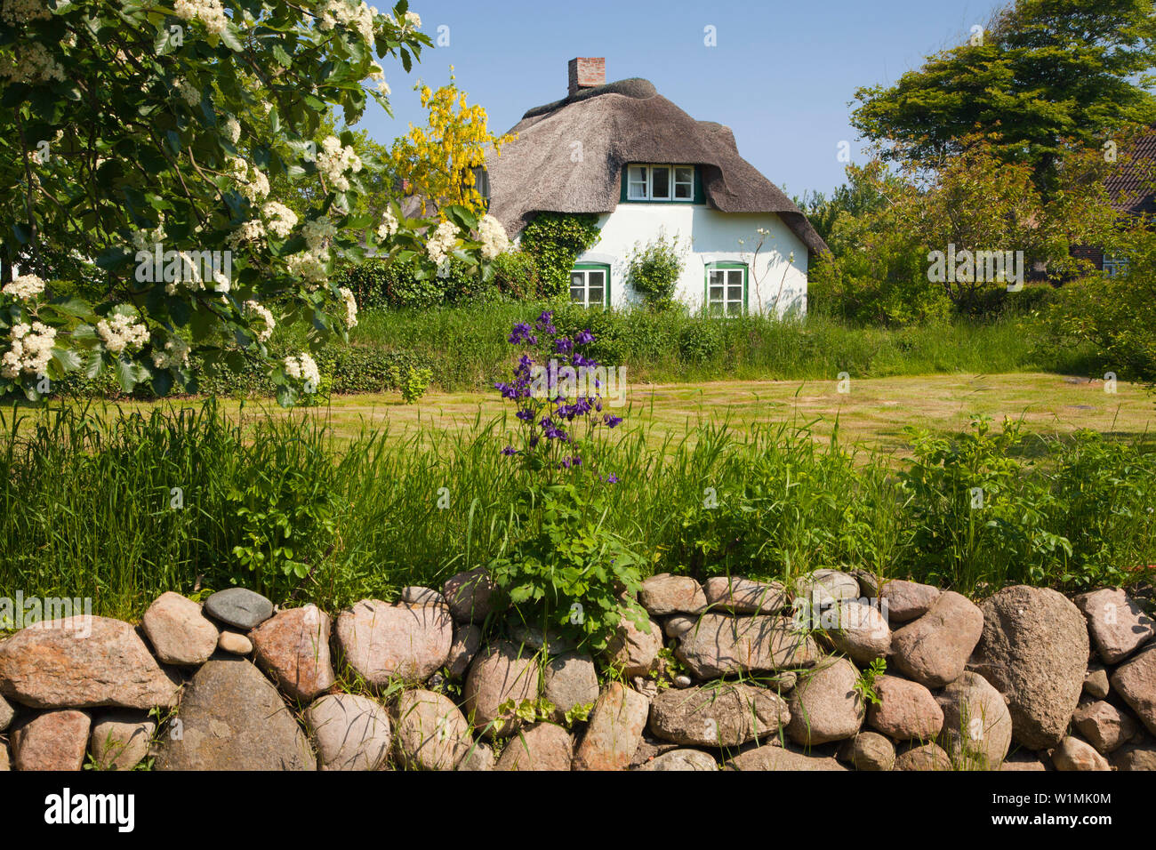 Stone wall in front of a frisian house with thatched roof, Nebel, Amrum ...