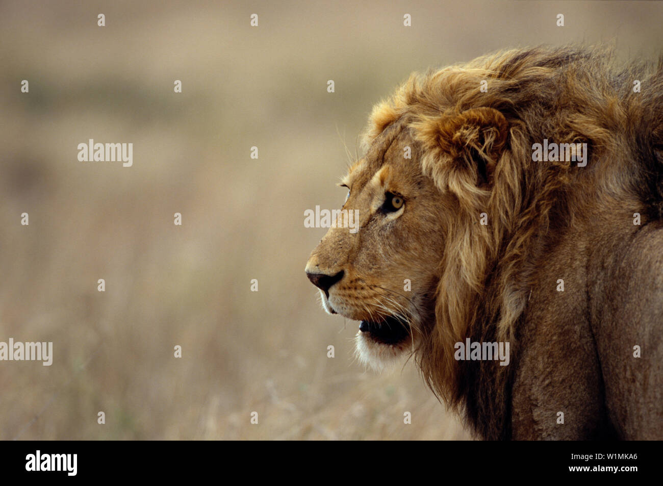 Loewe Panthera leo Stock Photo - Alamy
