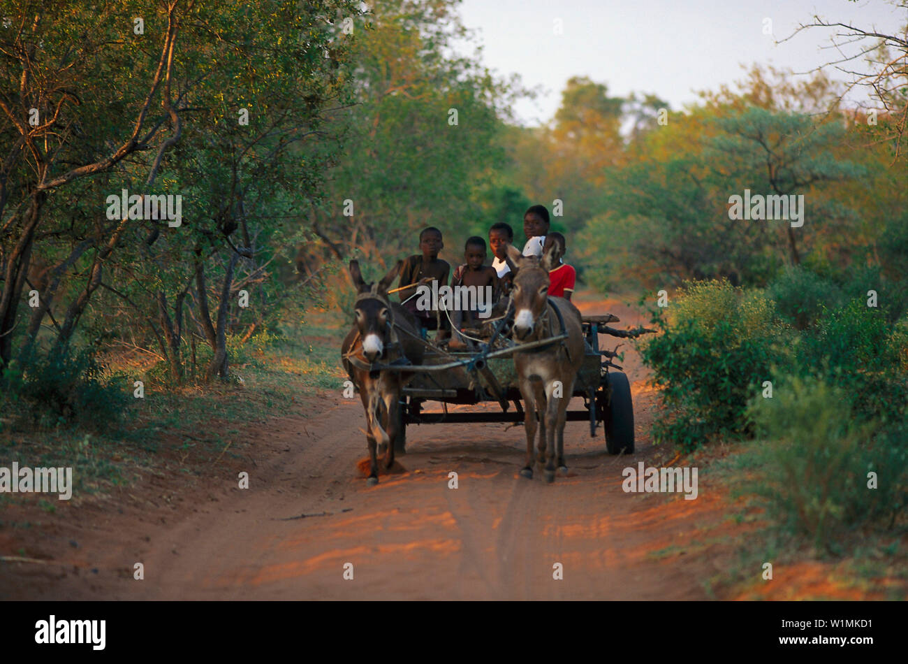 Venda-Kids on donkeycart, Northern Transvaal South Africa Stock Photo ...