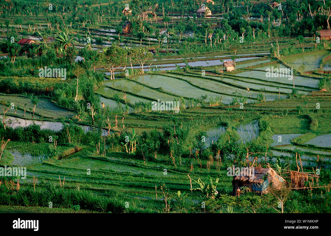 Reisfeld, Luftaufnahme, rice field, air image Stock Photo - Alamy
