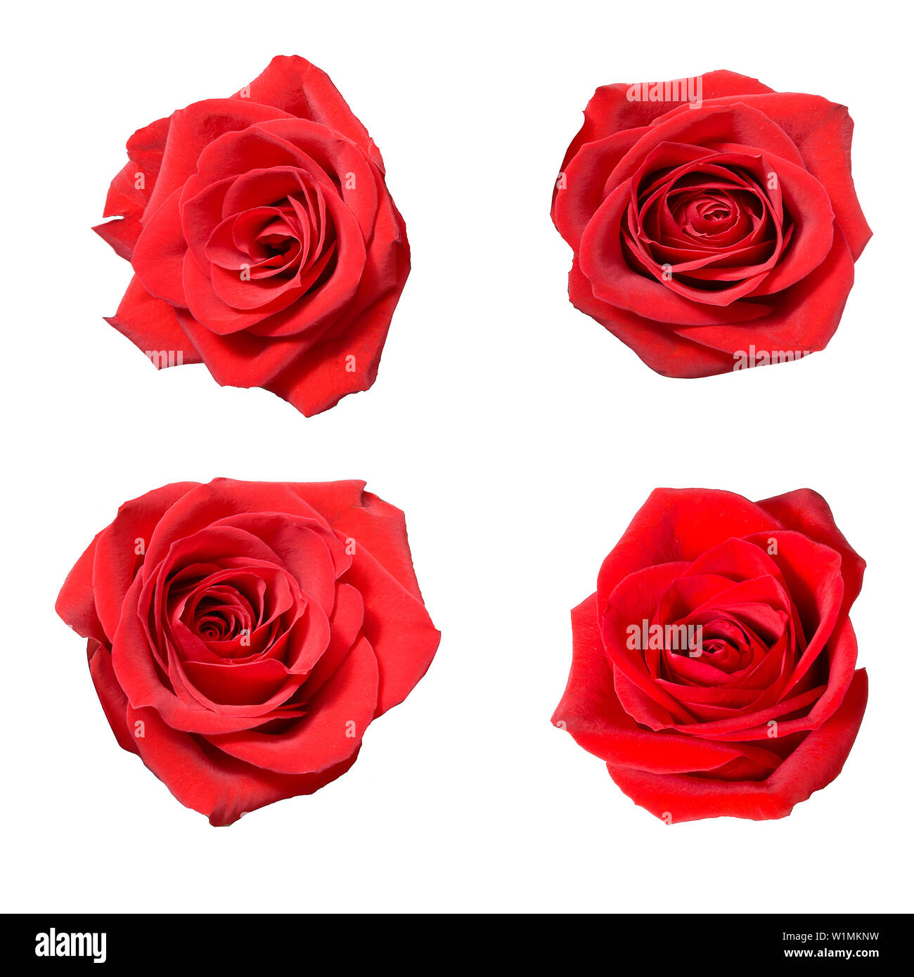 four buds of red roses. isolated on white background Stock Photo - Alamy