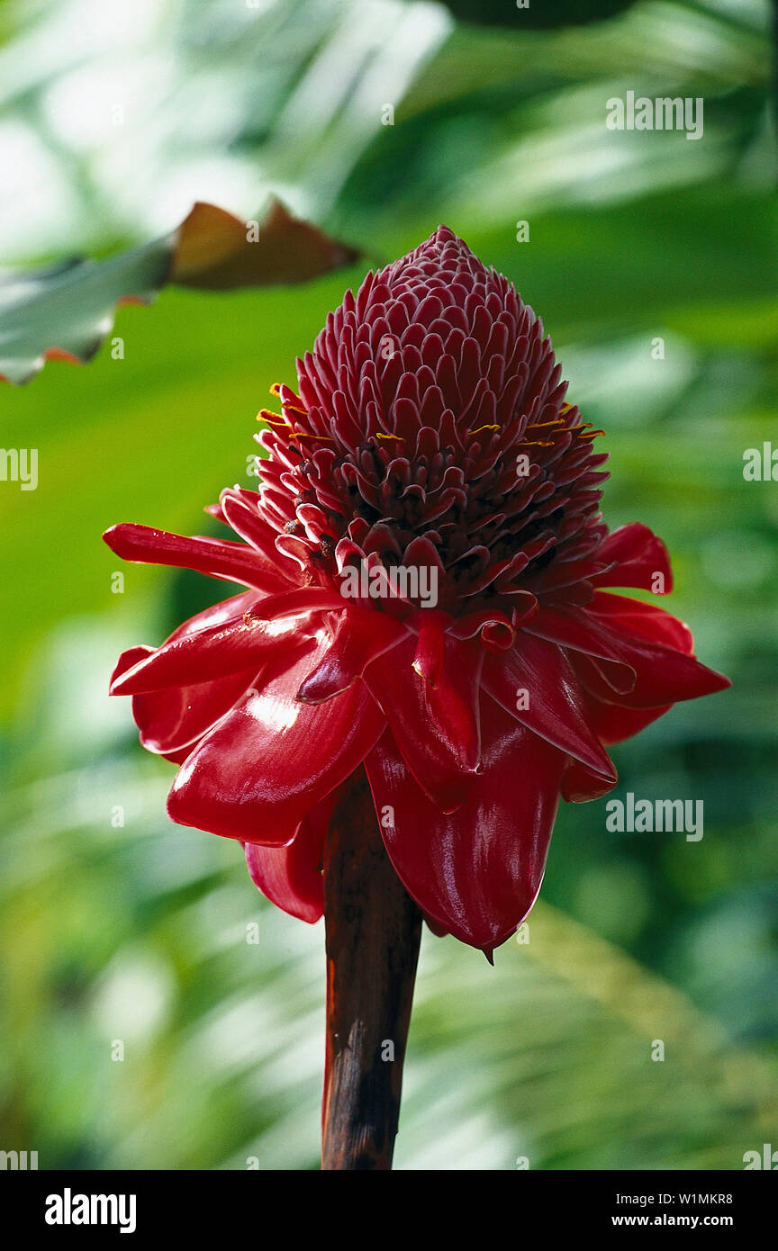 Ingwer plant hi-res stock photography and images - Alamy