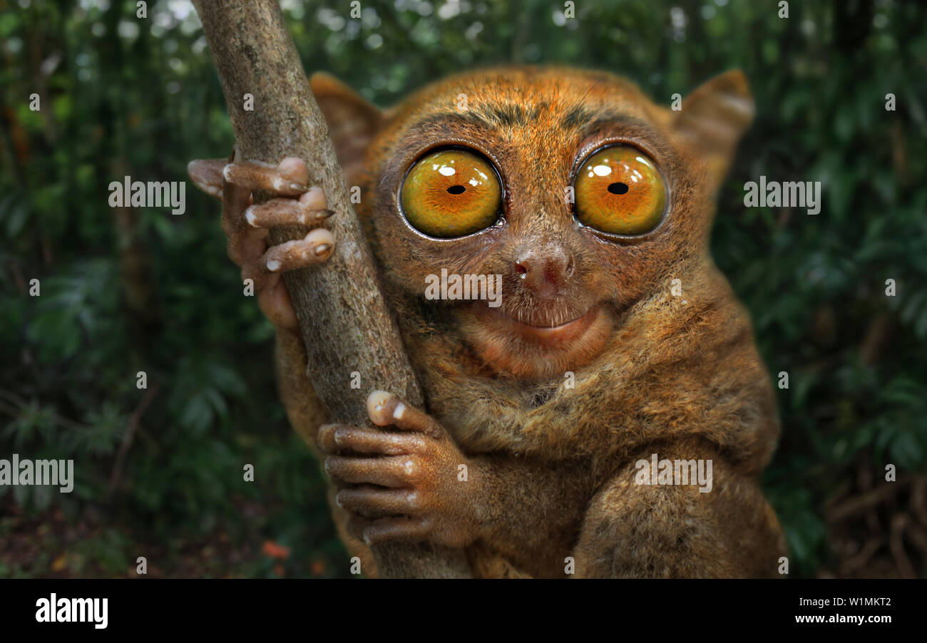 Philippines bohol island tarsier monkey hi-res stock photography and ...