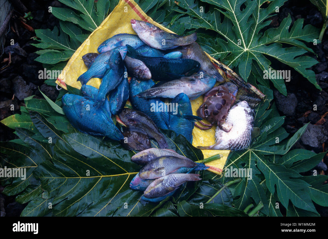 Umu Fisch, Vaisala, Savaií Western Samoa, Suedsee Stock Photo - Alamy