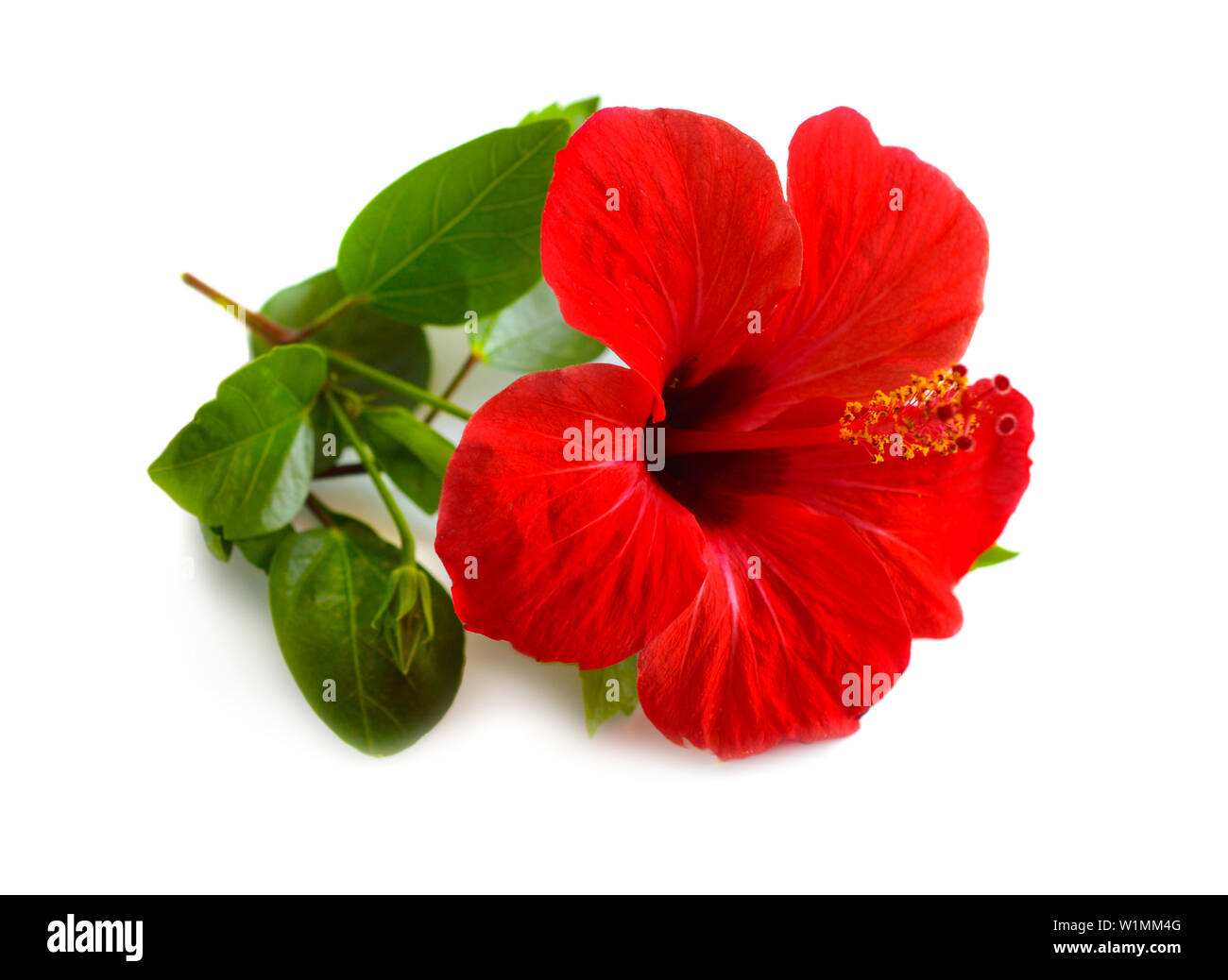 Red Hibiscus known as rose mallow. Other names include hardy hibiscus ...