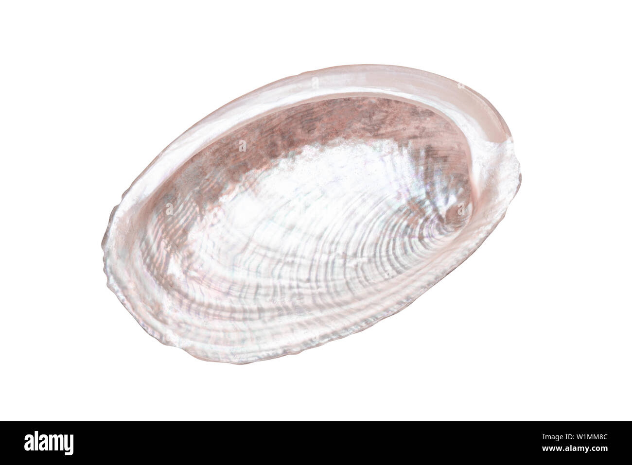 beautiful seashell isolated on white background Stock Photo - Alamy
