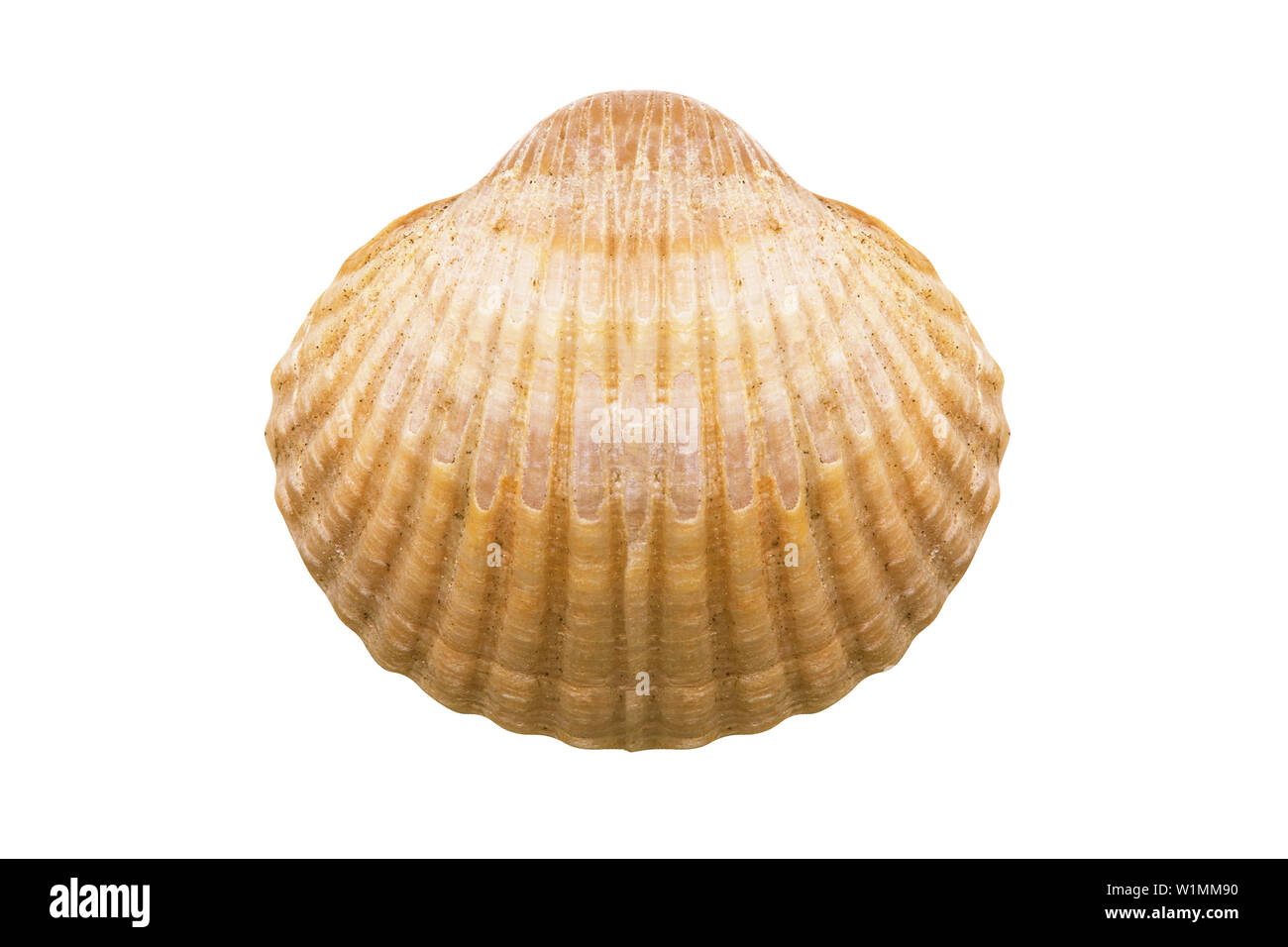 seashell isolated on white background Stock Photo - Alamy