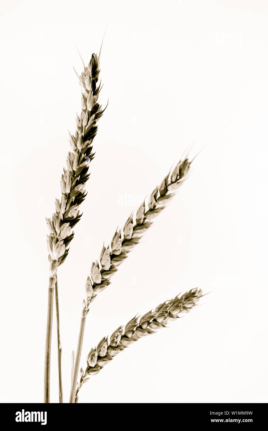 seed barley pasture agriculture straw Stock Photo - Alamy