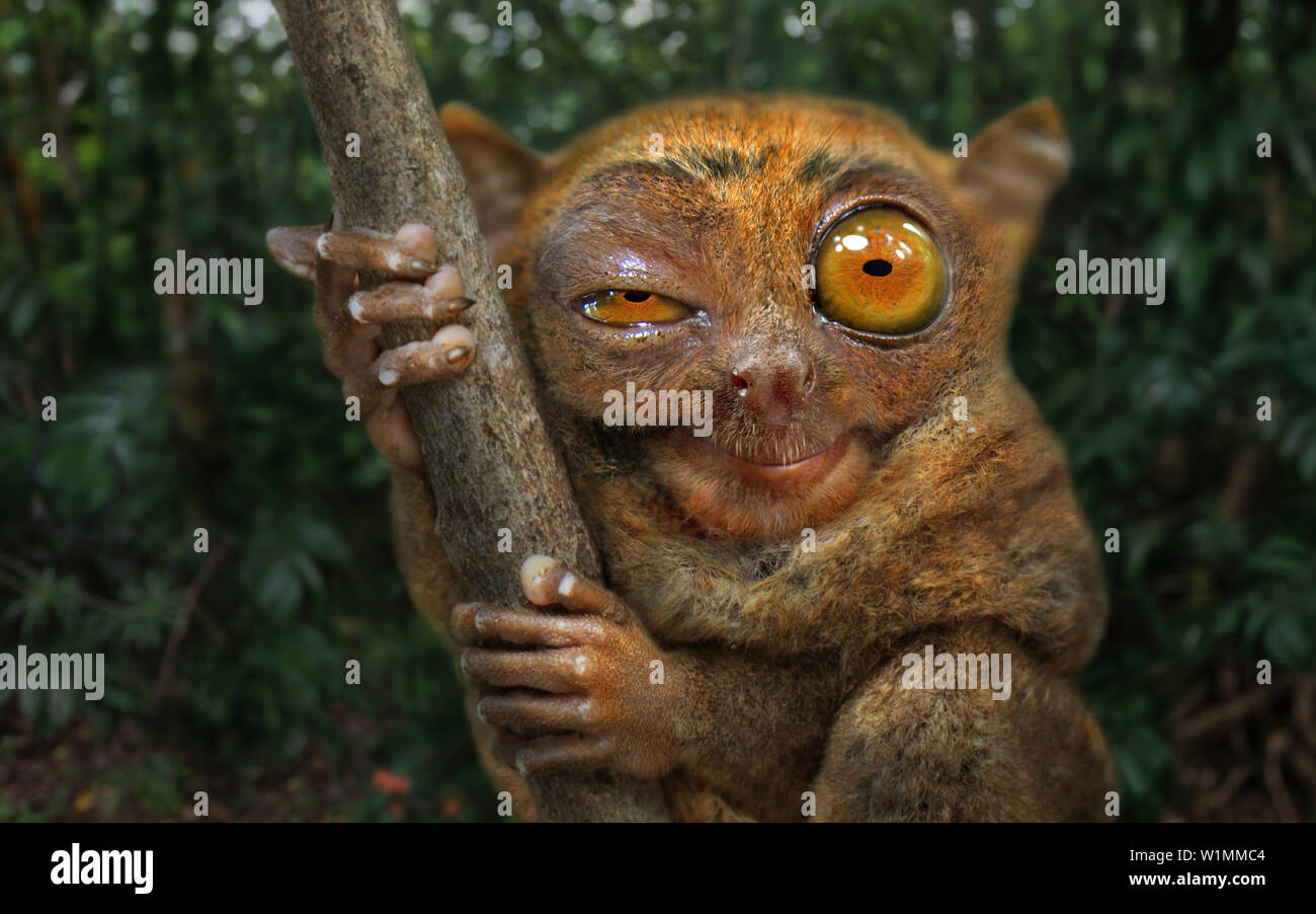 Tarsier in the jungle of Bohol Island, Visayas, Philippines, Asia Stock ...