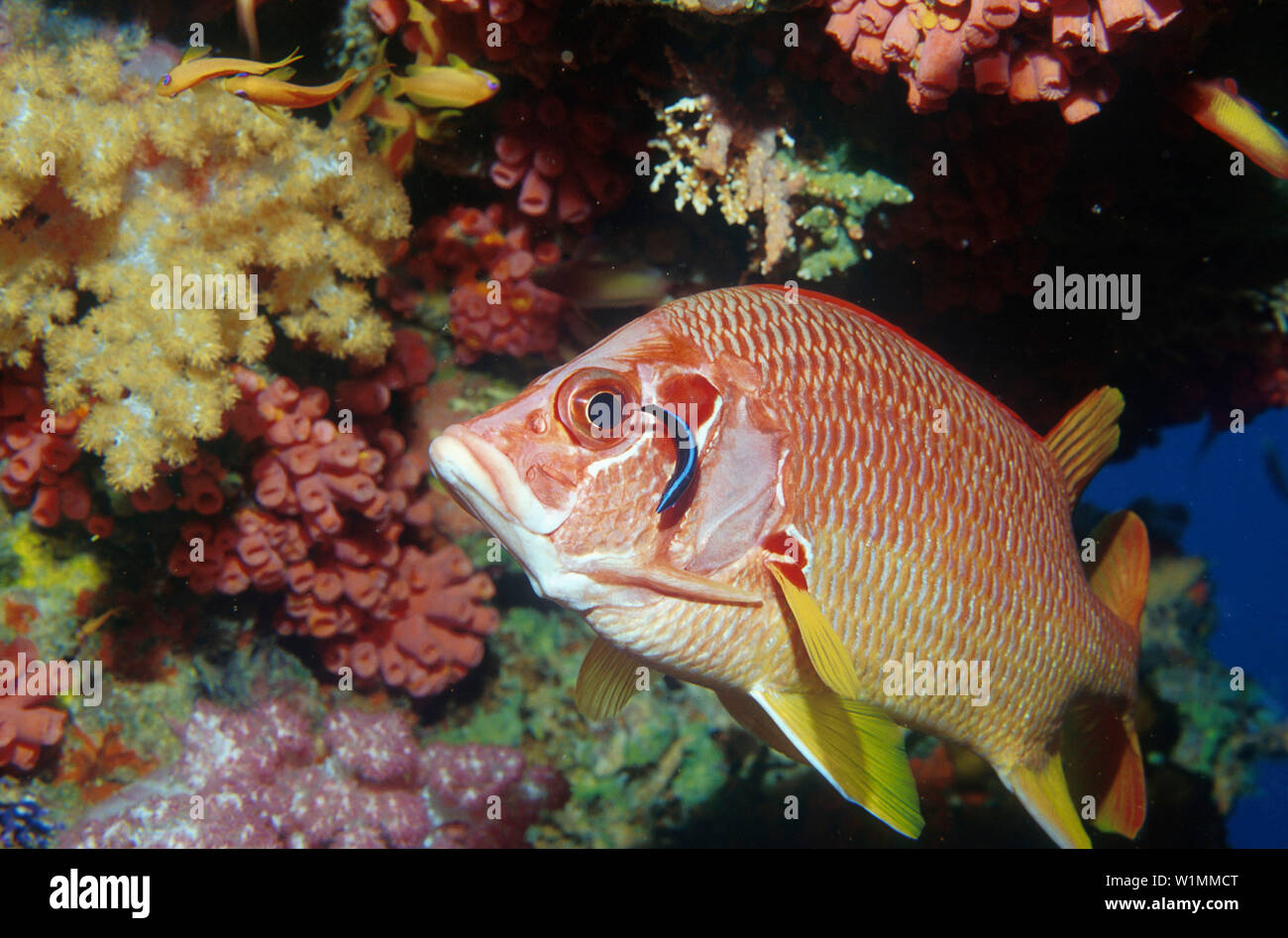Husarenfisch und Putzerfisch, Indischer Ozean Stock Photo - Alamy