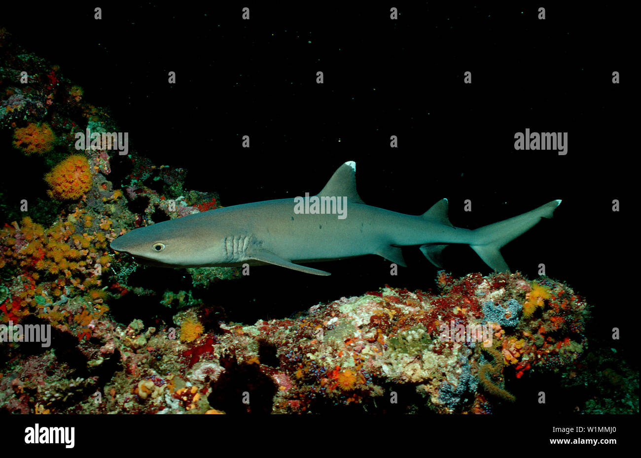 Weissspitzen riffhai hi-res stock photography and images - Alamy