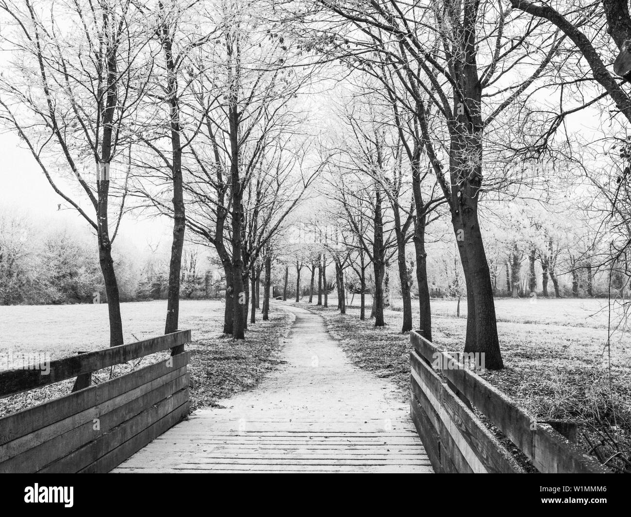 Wood road in winter Black and White Stock Photos & Images - Alamy
