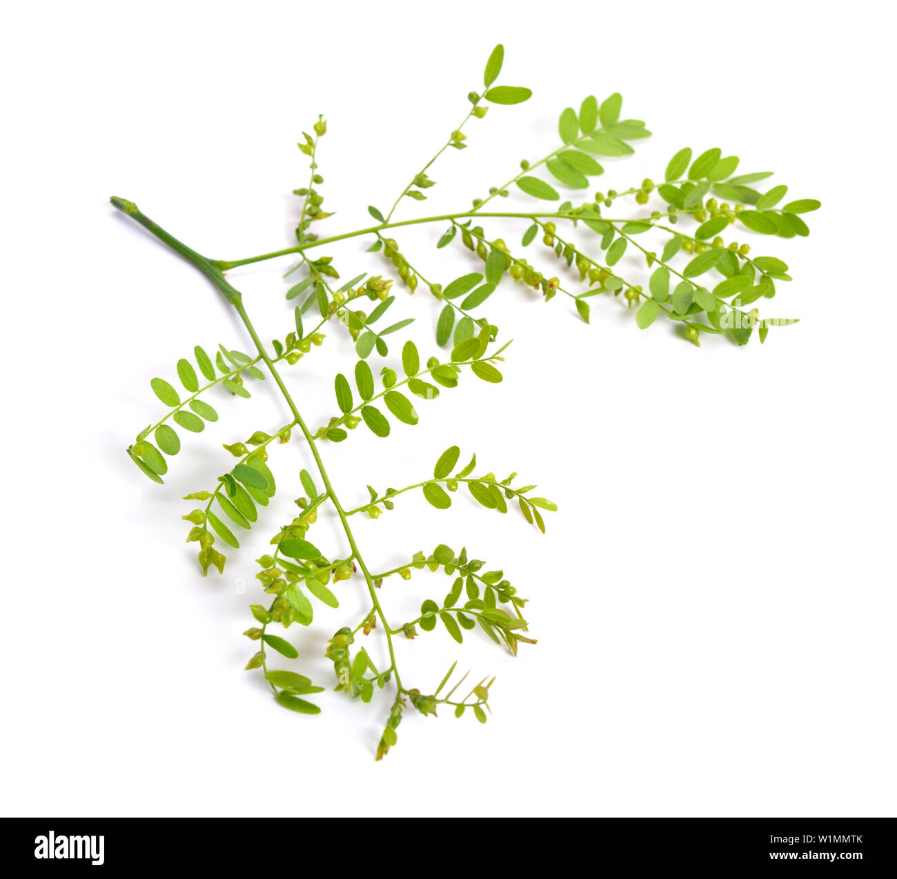Plant Gleditsiaor locust isolated on white background Stock Photo - Alamy