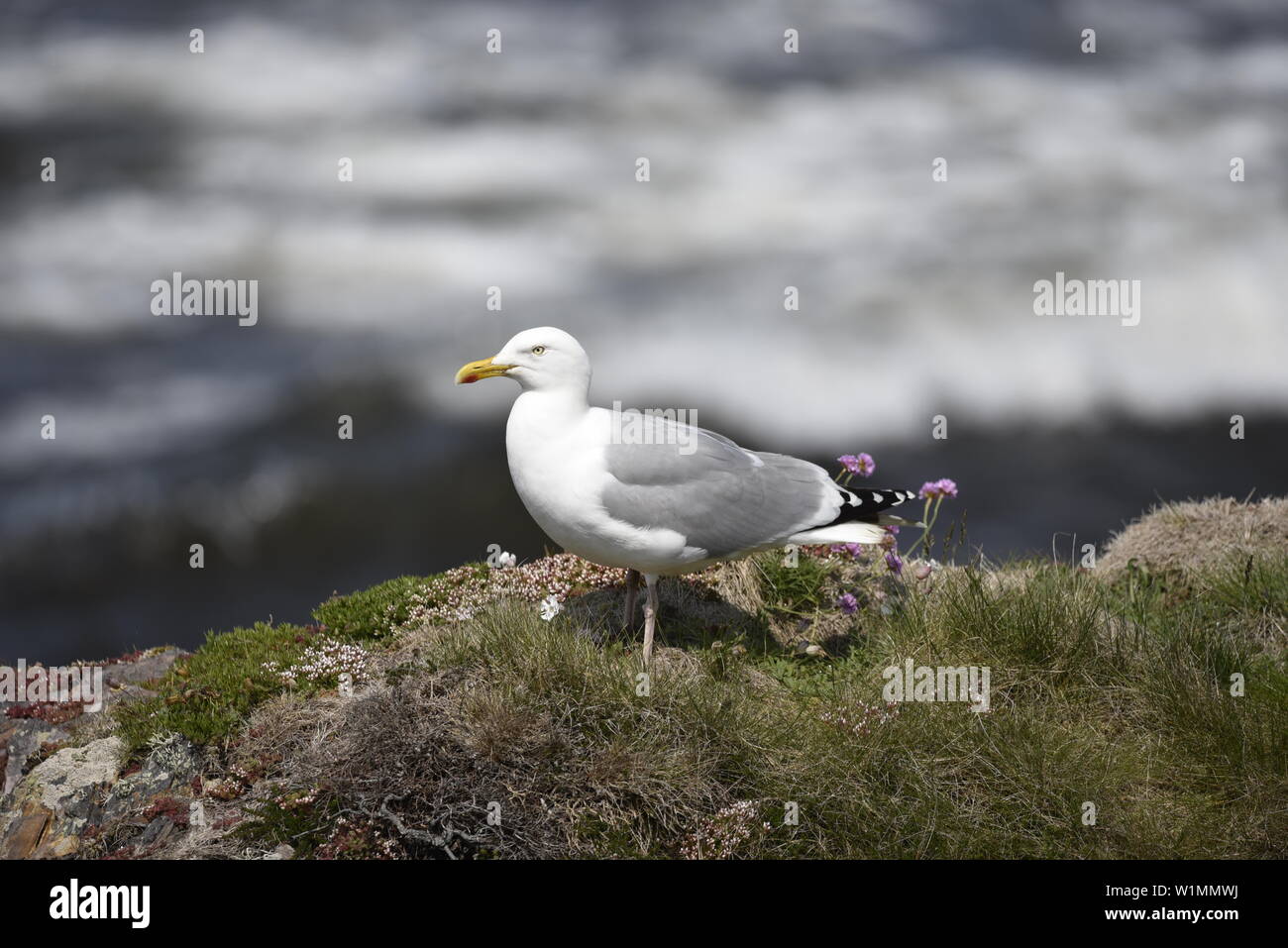 Gull facing left hi-res stock photography and images - Alamy