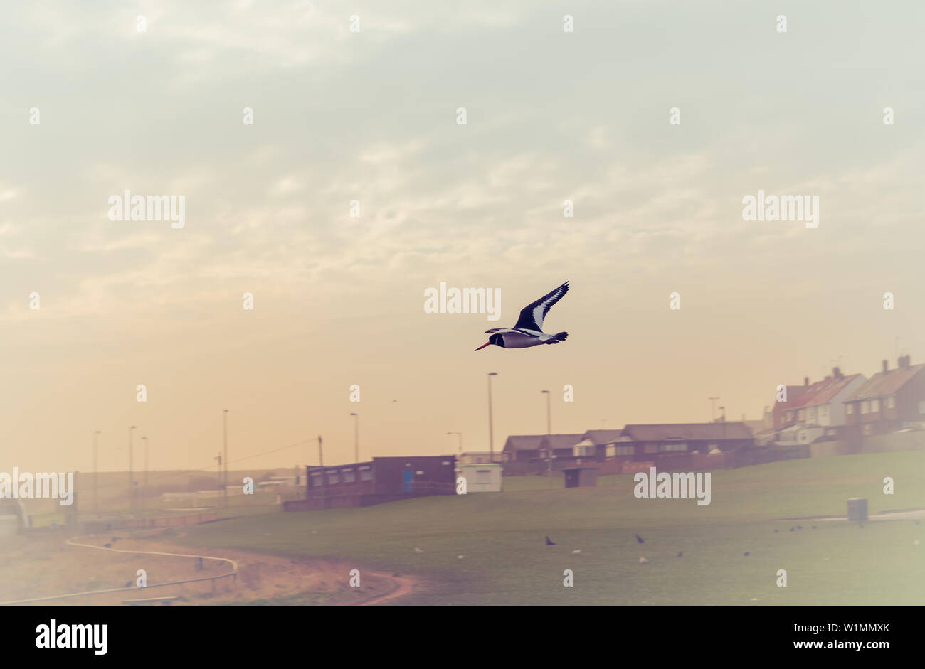 sky water flight vehicle airplane Stock Photo - Alamy