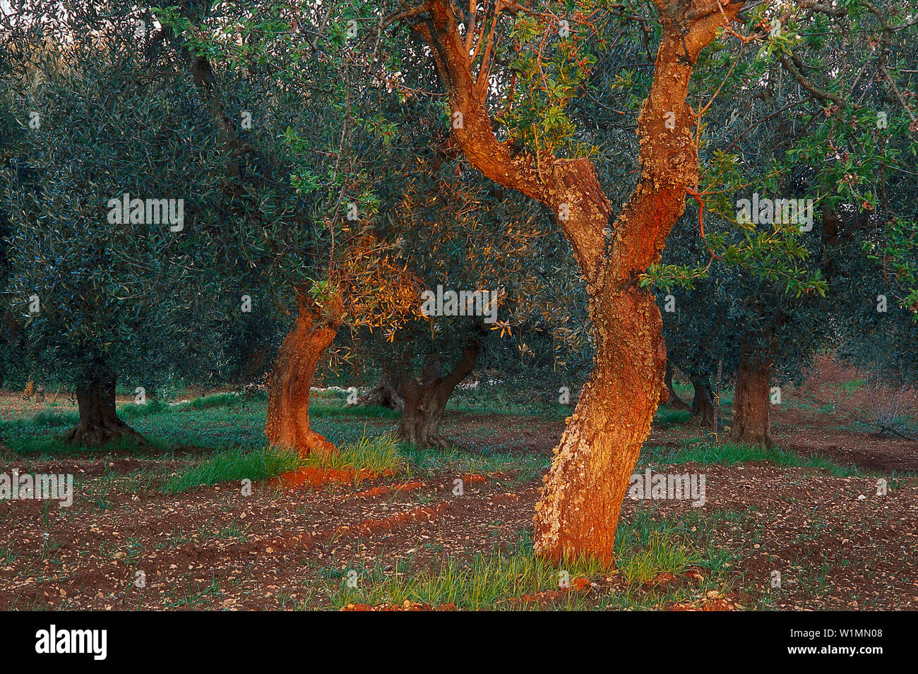 Olive Grove, Puglia Italy Stock Photo - Alamy