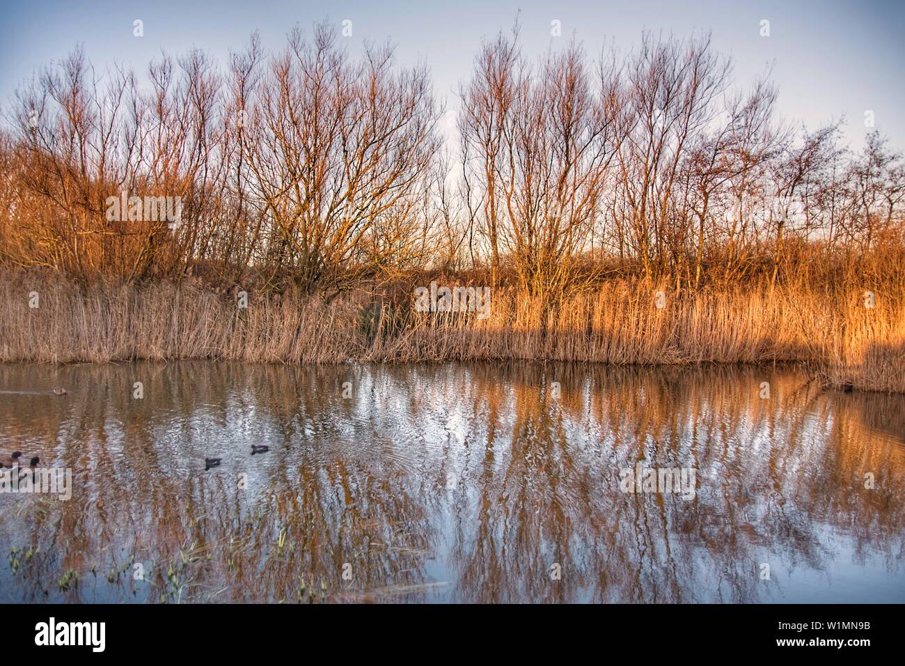 Wood reflection hi-res stock photography and images - Alamy