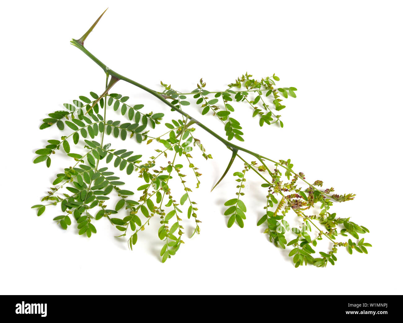 Plant Gleditsiaor locust isolated on white background Stock Photo - Alamy