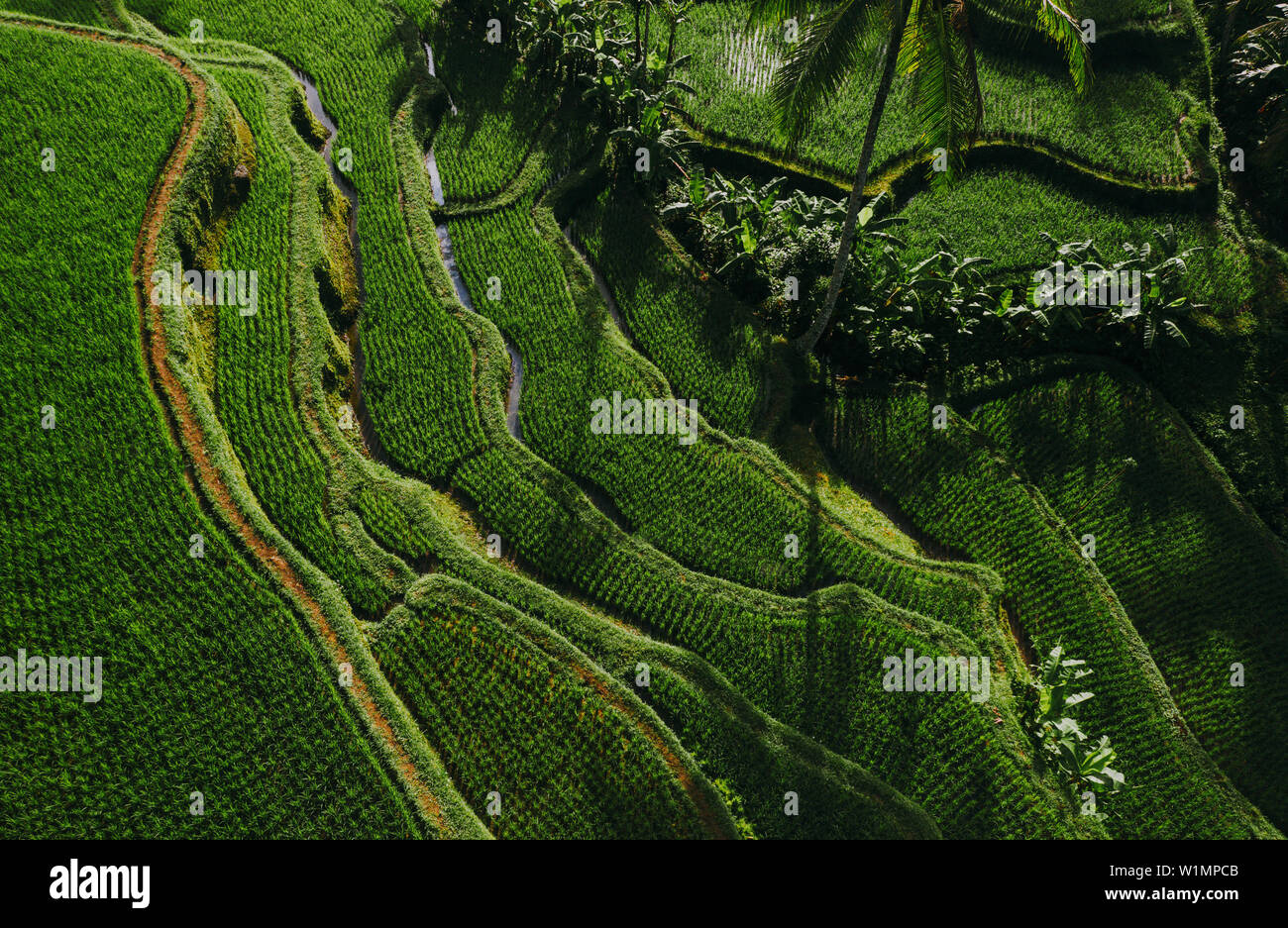 Aerial rice field jatiluwih terraces hi-res stock photography and ...