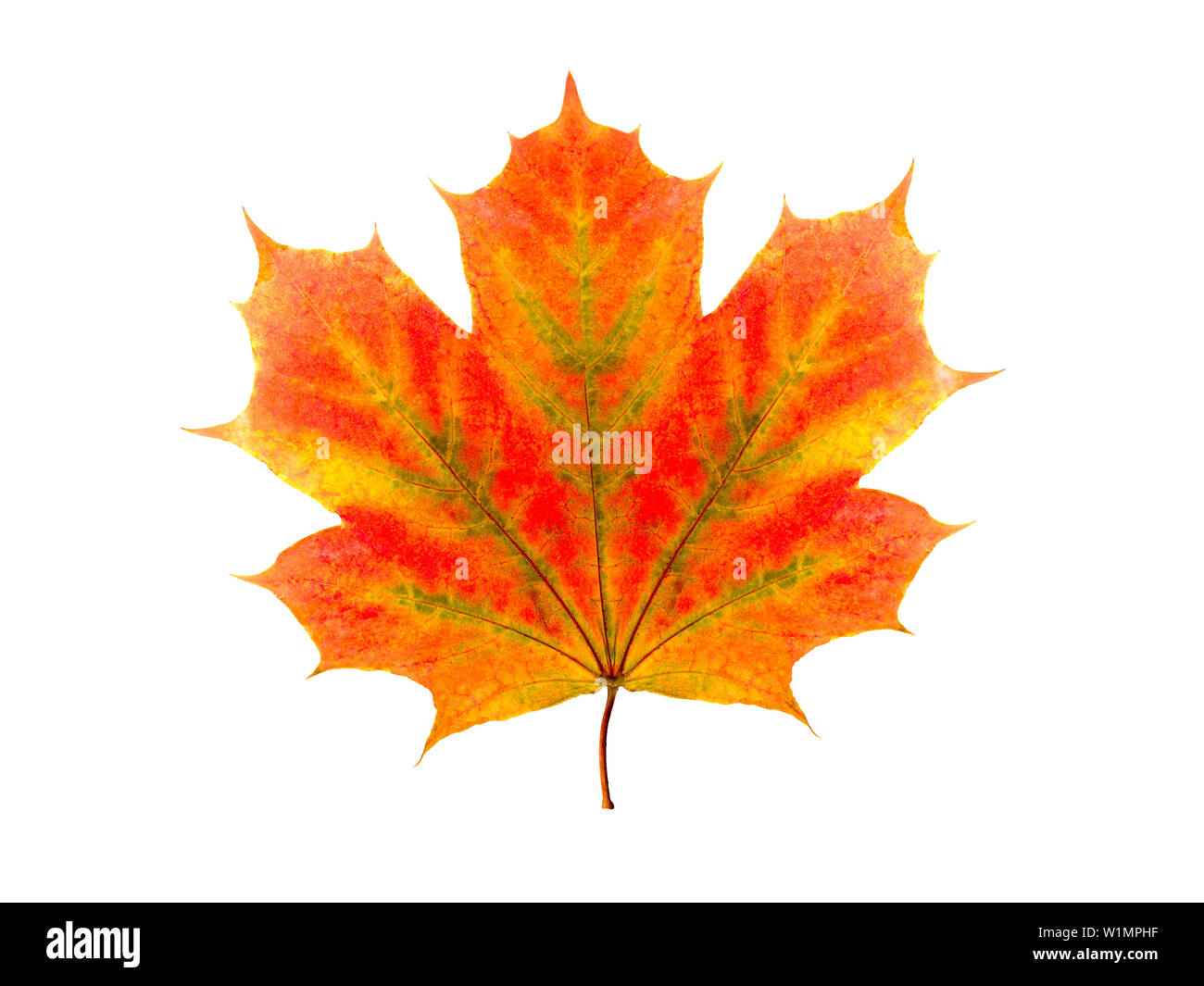 beautiful colorful maple leaf isolated on white background Stock Photo ...