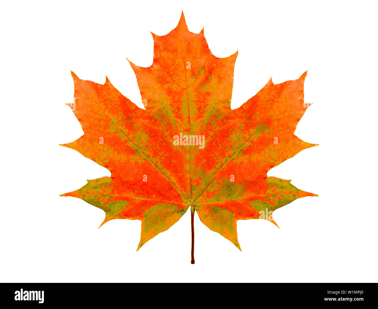 multicolor maple leaf isolated on white background Stock Photo - Alamy