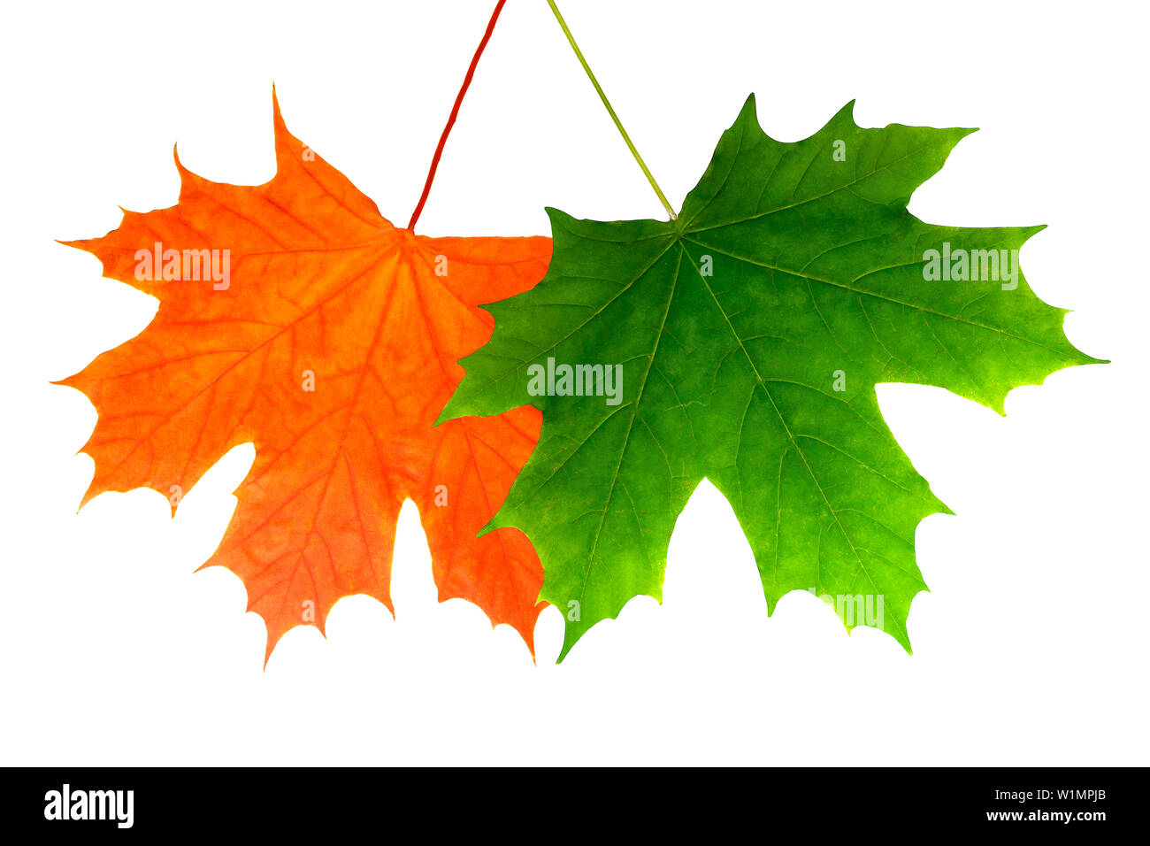 two maple leaves. isolated on white background Stock Photo - Alamy