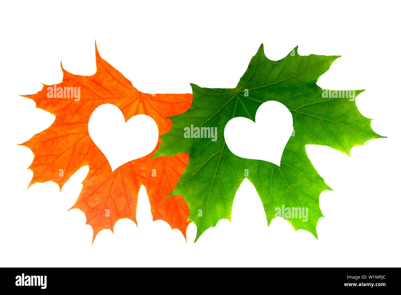Two colorful maple leaves Cut Out Stock Images & Pictures - Alamy