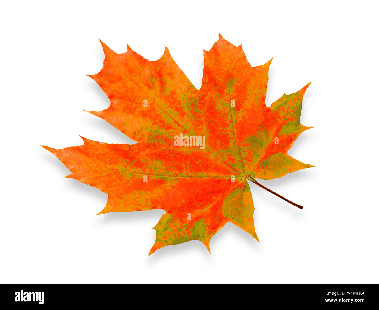multicolor maple leaf isolated on white background Stock Photo - Alamy