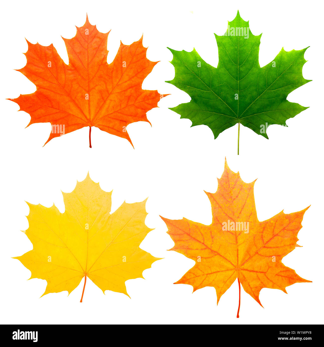 four beautiful maple leaves isolated on white background Stock Photo ...