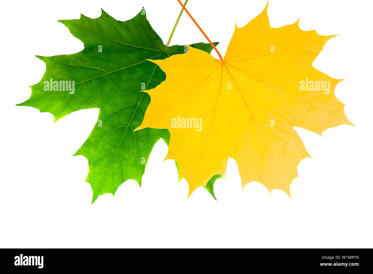 yellow and green maple leaves isolated on white background Stock Photo - Alamy