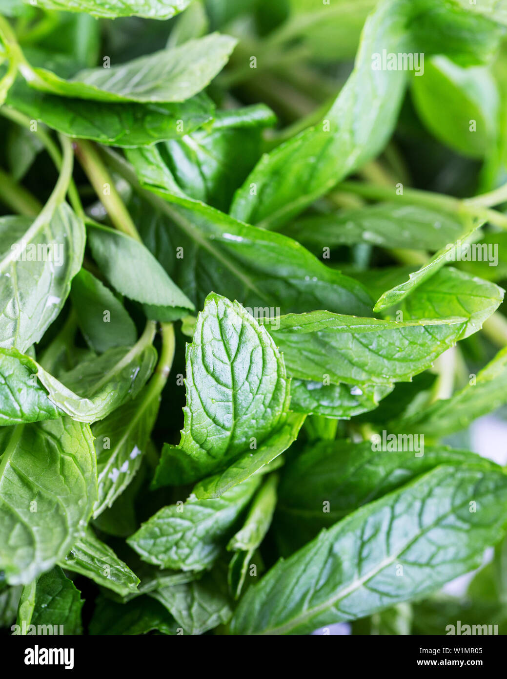 Dried peppermint in a white bowl and a bunch of fresh mint, on wooden ...
