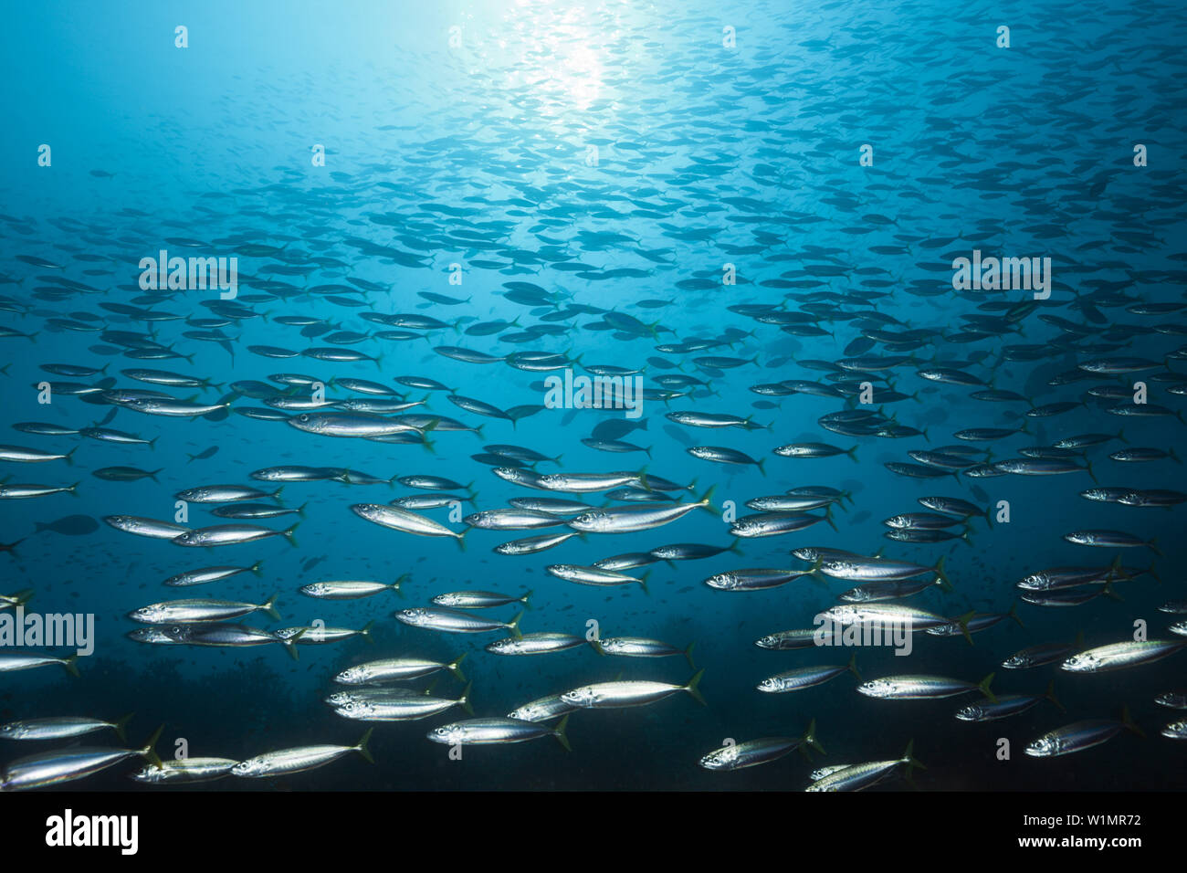 Shoal of Deep-bodied Round Scad, Decapterus maruadsi, Triton Bay, West ...