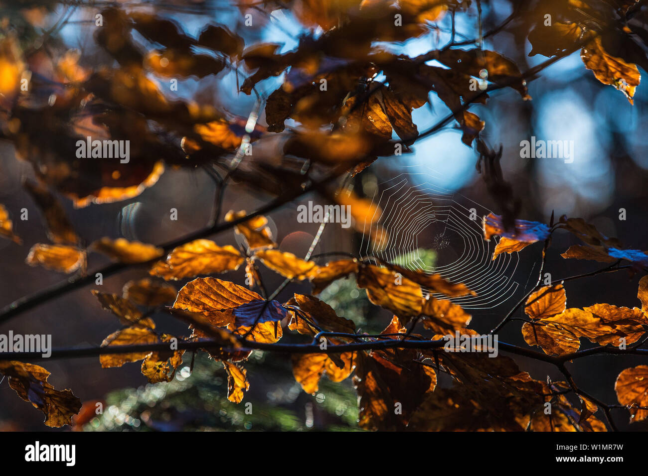 Cobweb between tree branches hi-res stock photography and images - Alamy