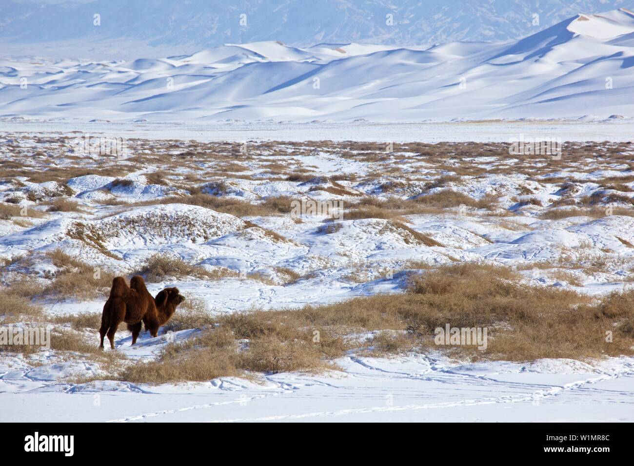 Cold Gobi Desert
