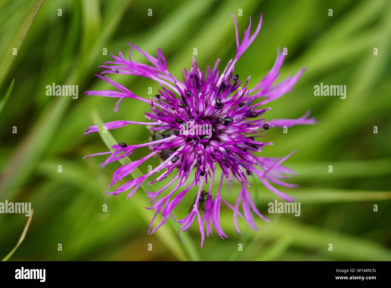 nature garden flora flower leaf Stock Photo - Alamy