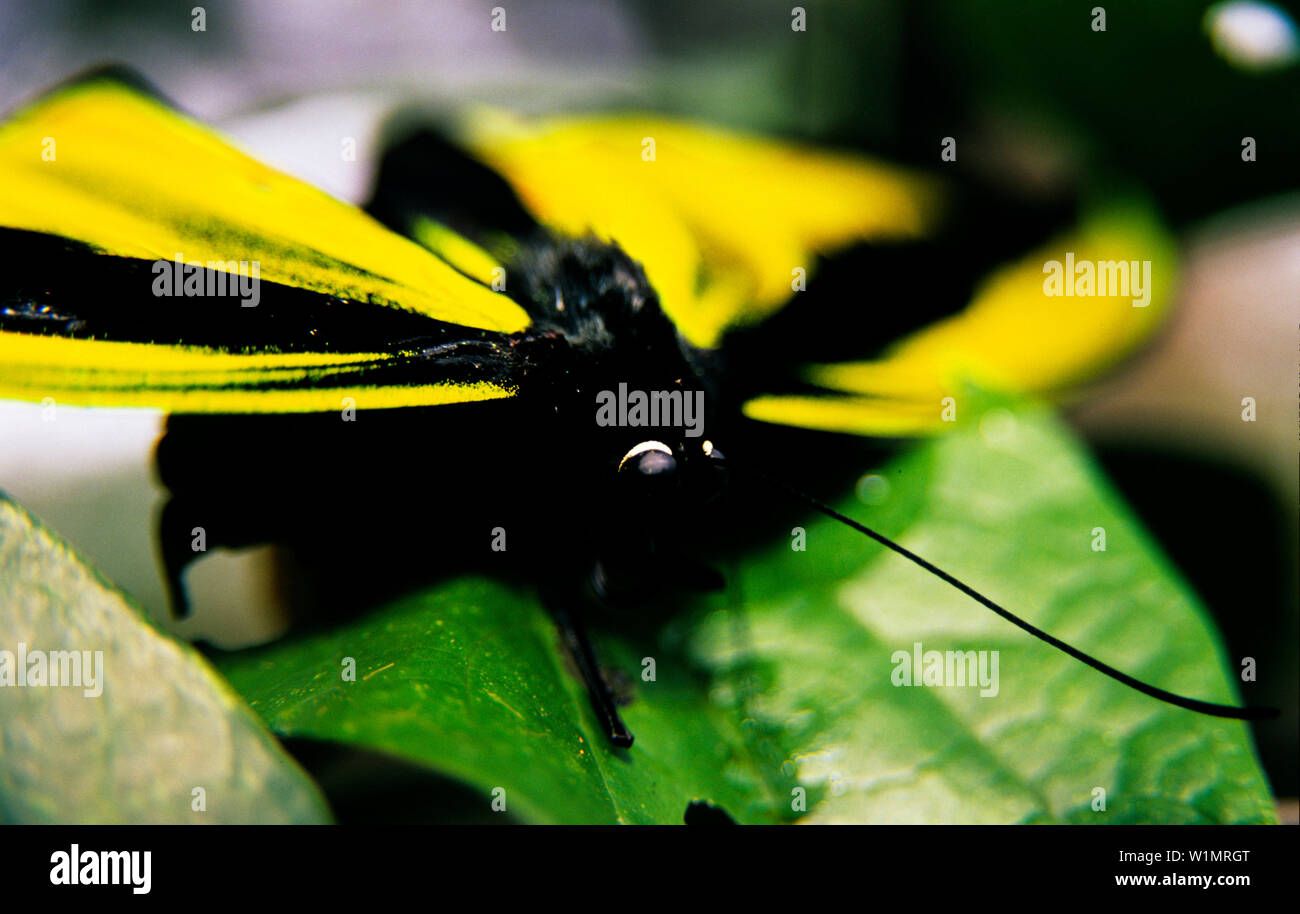 Bulolo - Morobe Papua New Guinea - Melanesia Stock Photo - Alamy