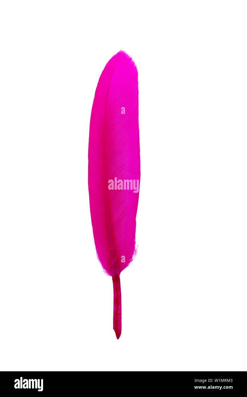 natural pink feather isolated on white background Stock Photo - Alamy